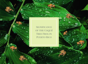 Why The Coquí Tree Frog is the Symbol of Puerto Rico
