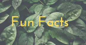 Why The Coquí Tree Frog is the Symbol of Puerto Rico